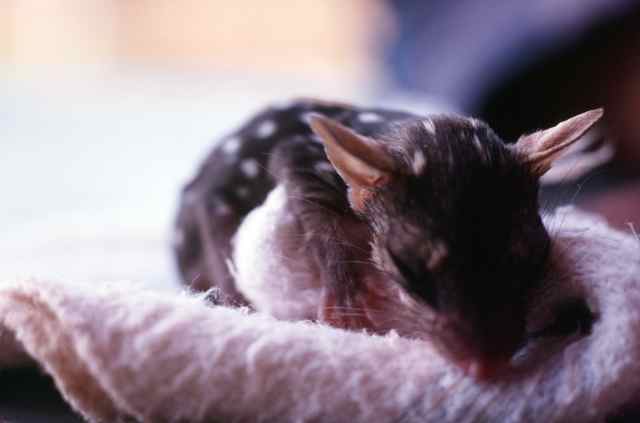 Cats versus Native Cats | Biodiversity Conservation