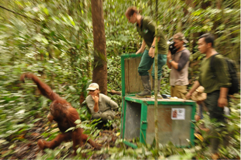 Conservation from the Perspective of Animal Behaviour | Biodiversity ...