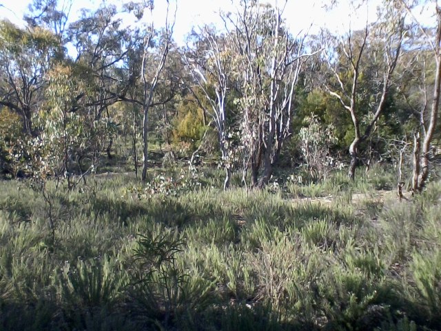 Boxed In: Working on Grassy Box-Gum Woodland Remnants | Biodiversity ...