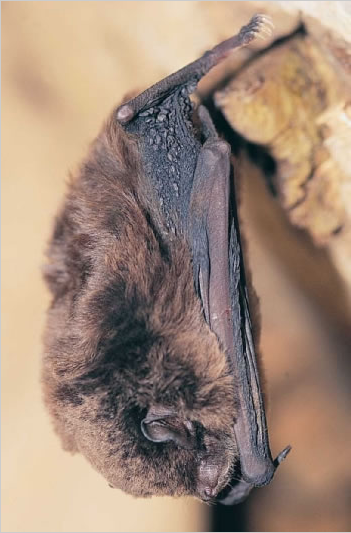 Microbats and Microphones | Biodiversity Conservation