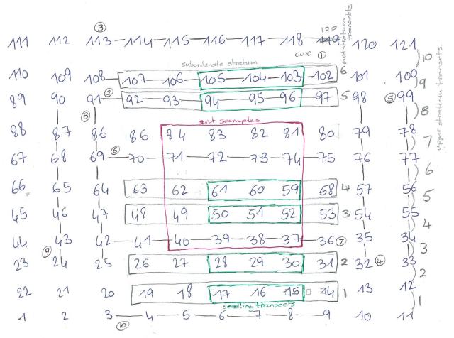Vegetation assessment at Bago State Forest | Biodiversity Conservation