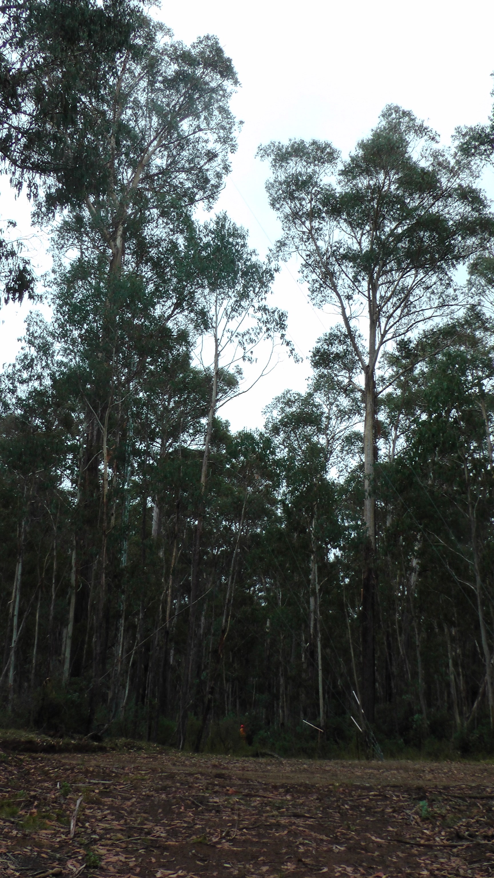 Vegetation assessment at Bago State Forest | Biodiversity Conservation