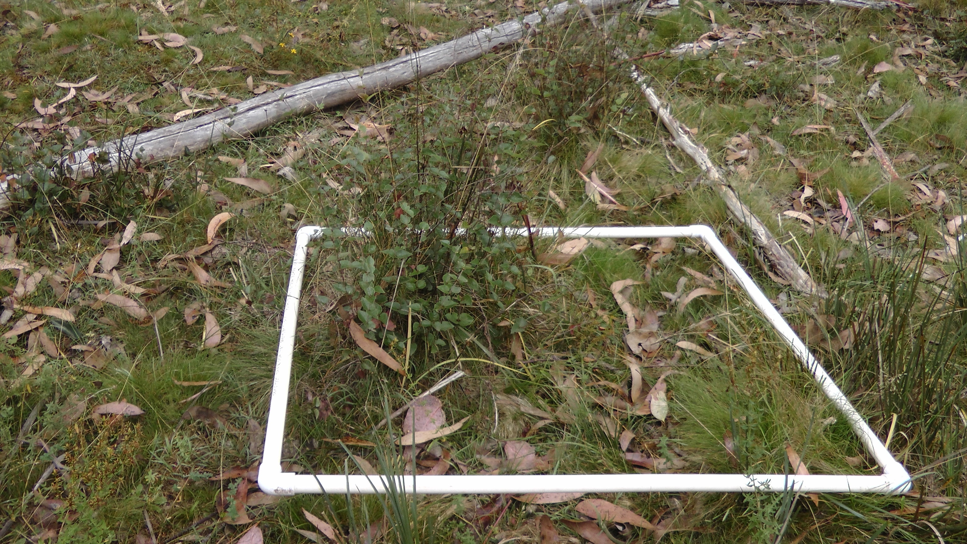 Vegetation assessment at Bago State Forest | Biodiversity Conservation