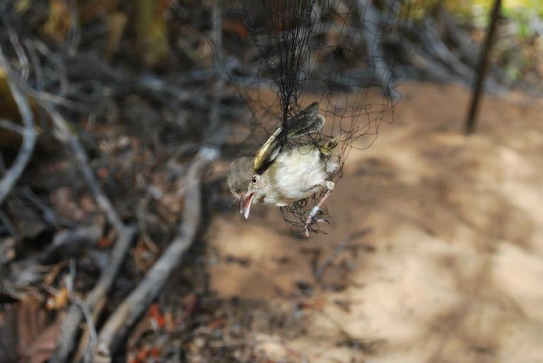 Mist netting | Biodiversity Conservation