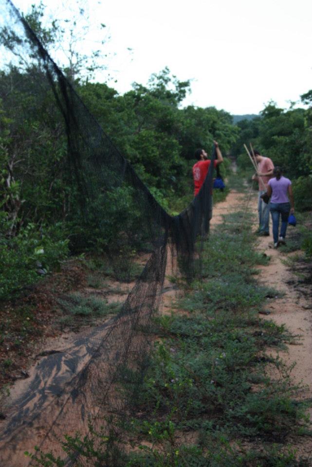 Mist netting | Biodiversity Conservation