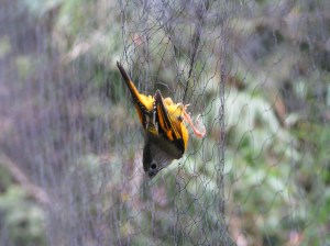 Mist netting | Biodiversity Conservation