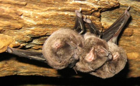 Eastern Bent-wing bat or Wind Farms? | Biodiversity Conservation