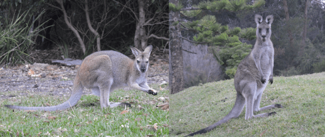Conservation efforts in Booderee National Park | Biodiversity Conservation