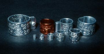 Mist netting | Biodiversity Conservation