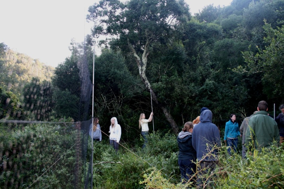 Mist netting | Biodiversity Conservation