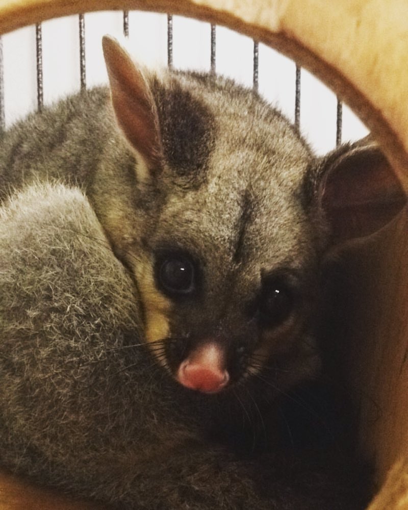 Dieting to beat the heat: possum diets and climate change ...