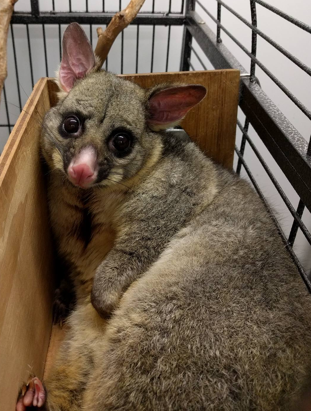 Dieting to beat the heat: possum diets and climate change ...