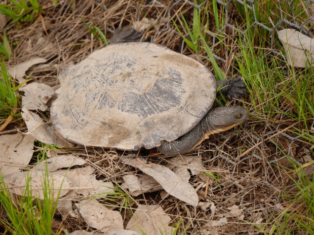 Unintentional Victims of the Predator Proof Fence | Biodiversity ...