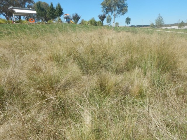 Things are heating up: invasive grassy weeds and climate change in ...