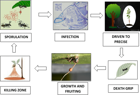 A “zombie” relationship in tropical rainforest, West Kalimantan ...