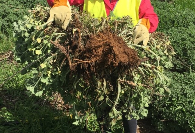 Weeding in the Mount Painter Nature Reserve and Isaacs Ridge Nature ...