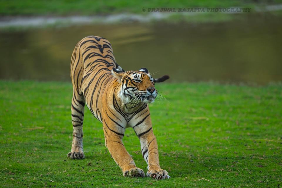 A Real life experience from India: Walking behind the majestic tiger ...