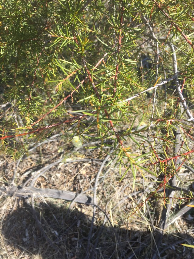 Park care in Mount Majura Nature Reserve | Biodiversity Conservation