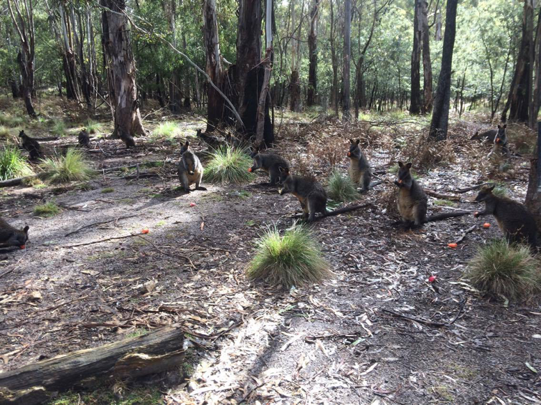 Day in the Life: Tidbinbilla Nature Reserve, ACT | Biodiversity ...