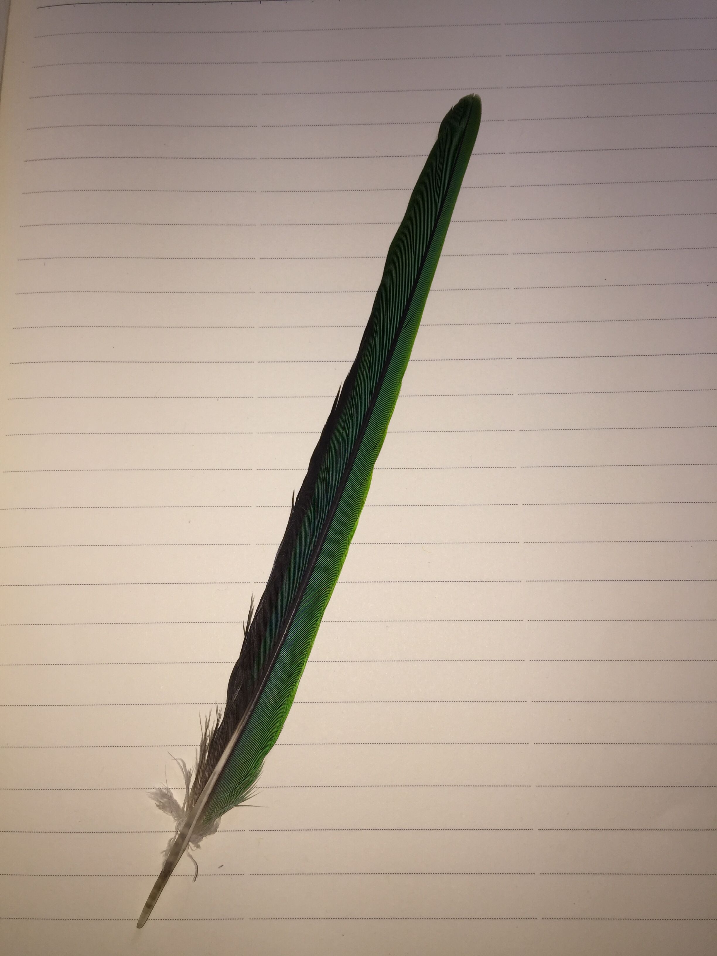 Monitoring the superb parrot in Canberra | Biodiversity Conservation