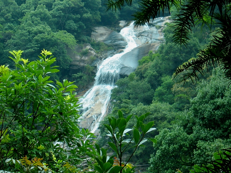 Inspiring management in protecting Chinese yew (Taxus chinensis ...