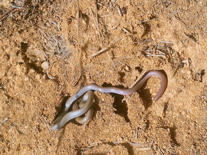 This is How We Roll! Feat. Pink-tailed Worm-lizard (Aprasia ...