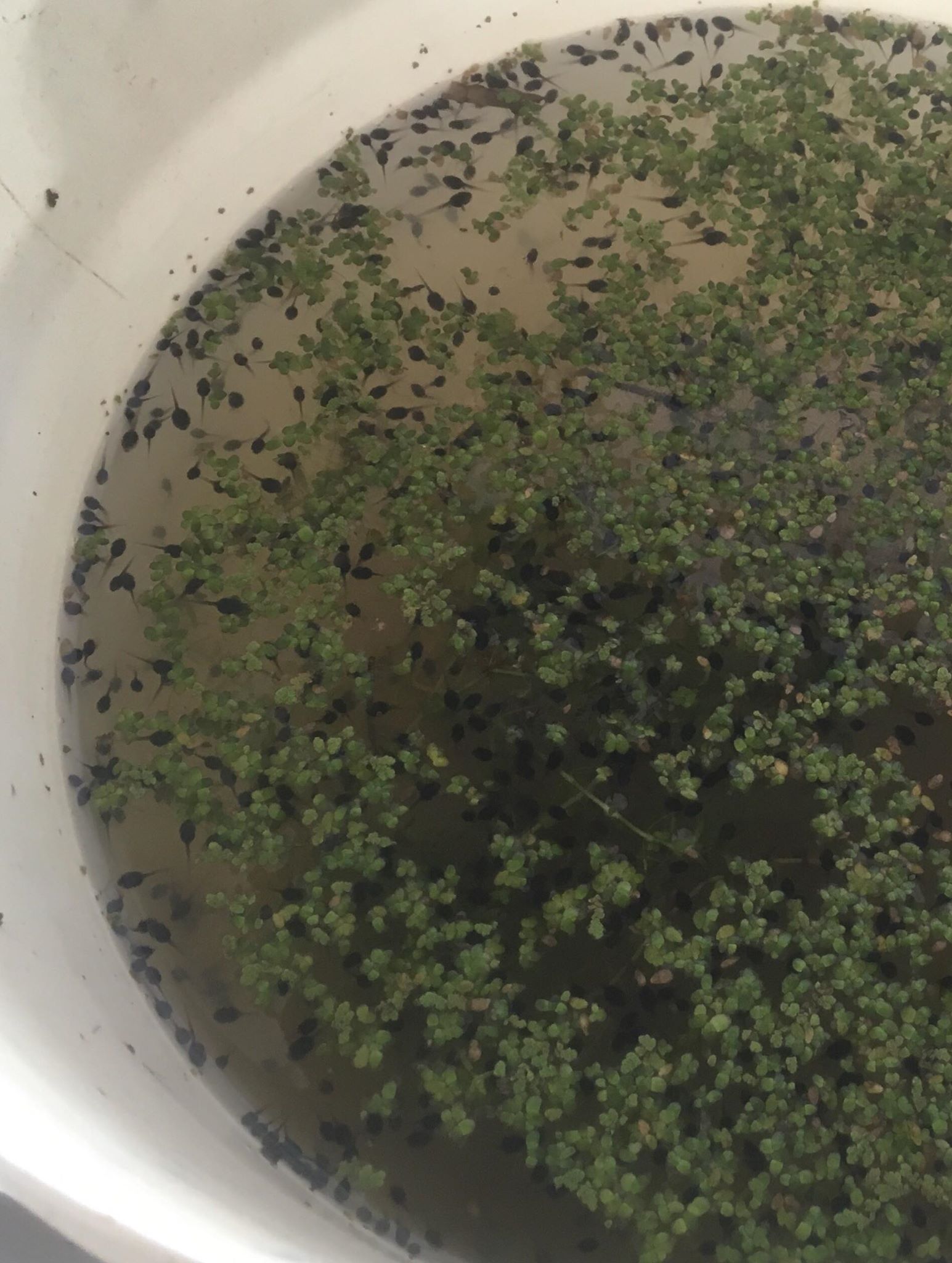 Project Metamorph: The Frogwatch Tadpole Kits for Schools Program ...