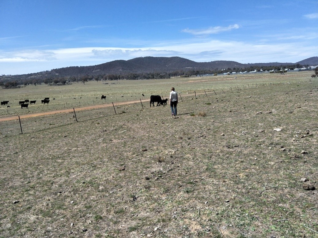 Striped legless lizards monitoring experience | Biodiversity Conservation