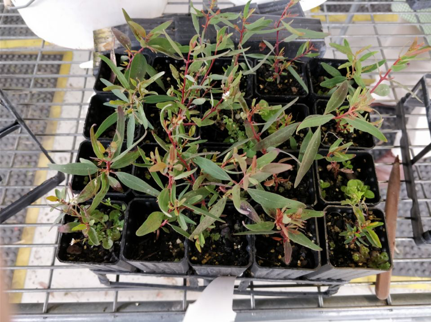 Seeding and Protection of Natural Plants | Biodiversity Conservation