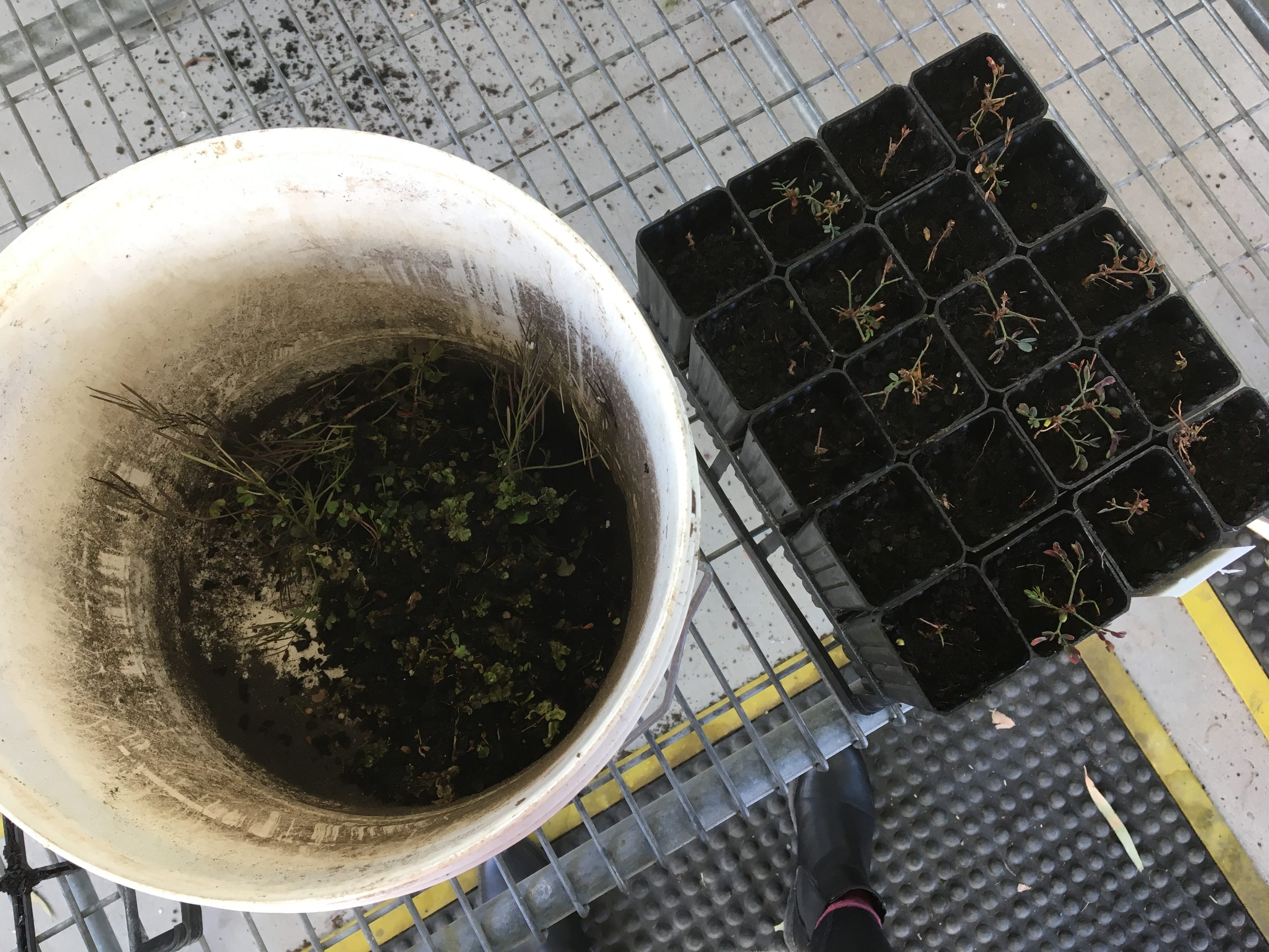 Weeding at a Nursery | Biodiversity Conservation