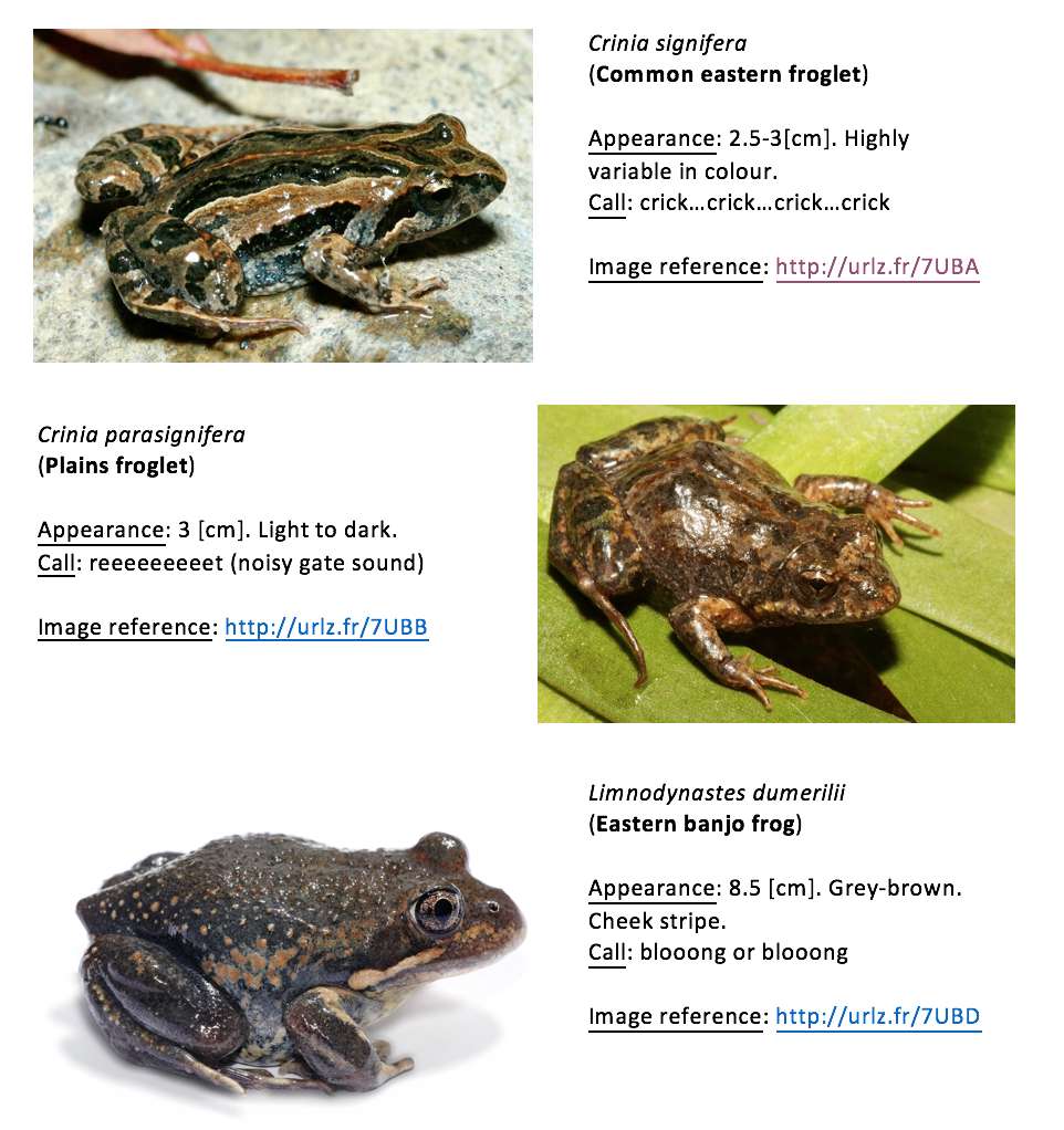 Surveys – Frog calls | Biodiversity Conservation