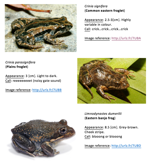 Surveys – Frog calls | Biodiversity Conservation