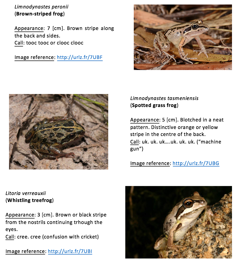 Surveys – Frog calls | Biodiversity Conservation