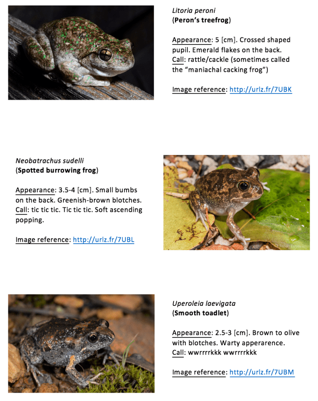 Surveys – Frog calls | Biodiversity Conservation