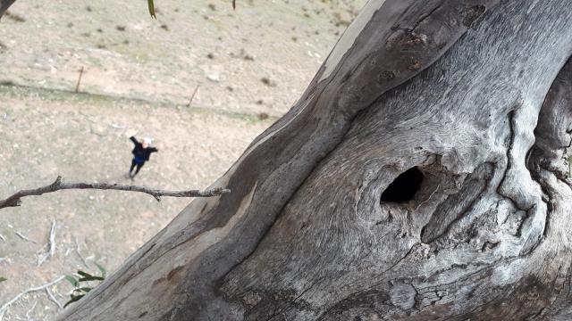Superb Parrot Hollow Study in Goorrooyarroo Nature Reserve, ACT ...