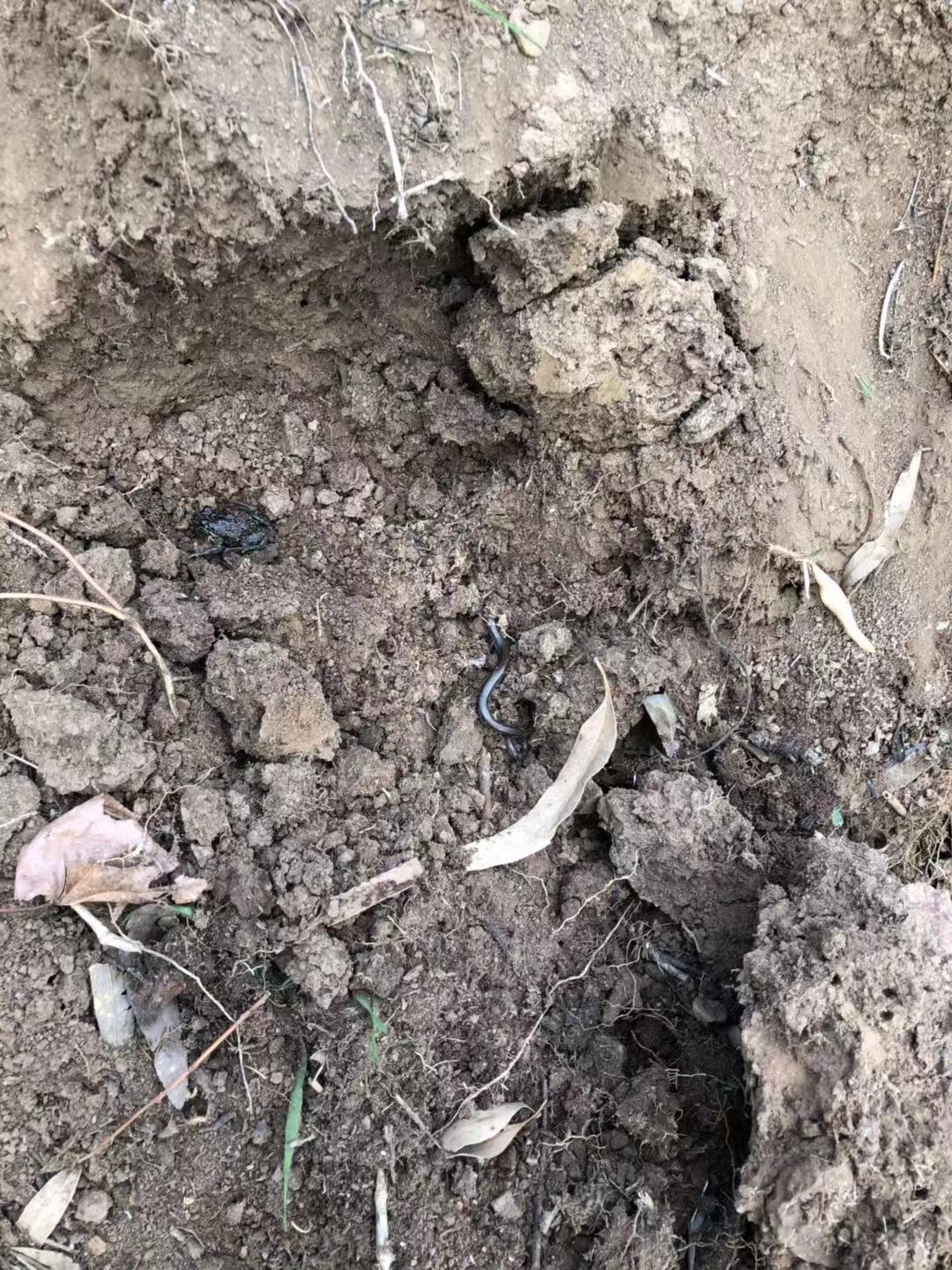 Improve the endangered grassy, ditch weeds and create habitat ...