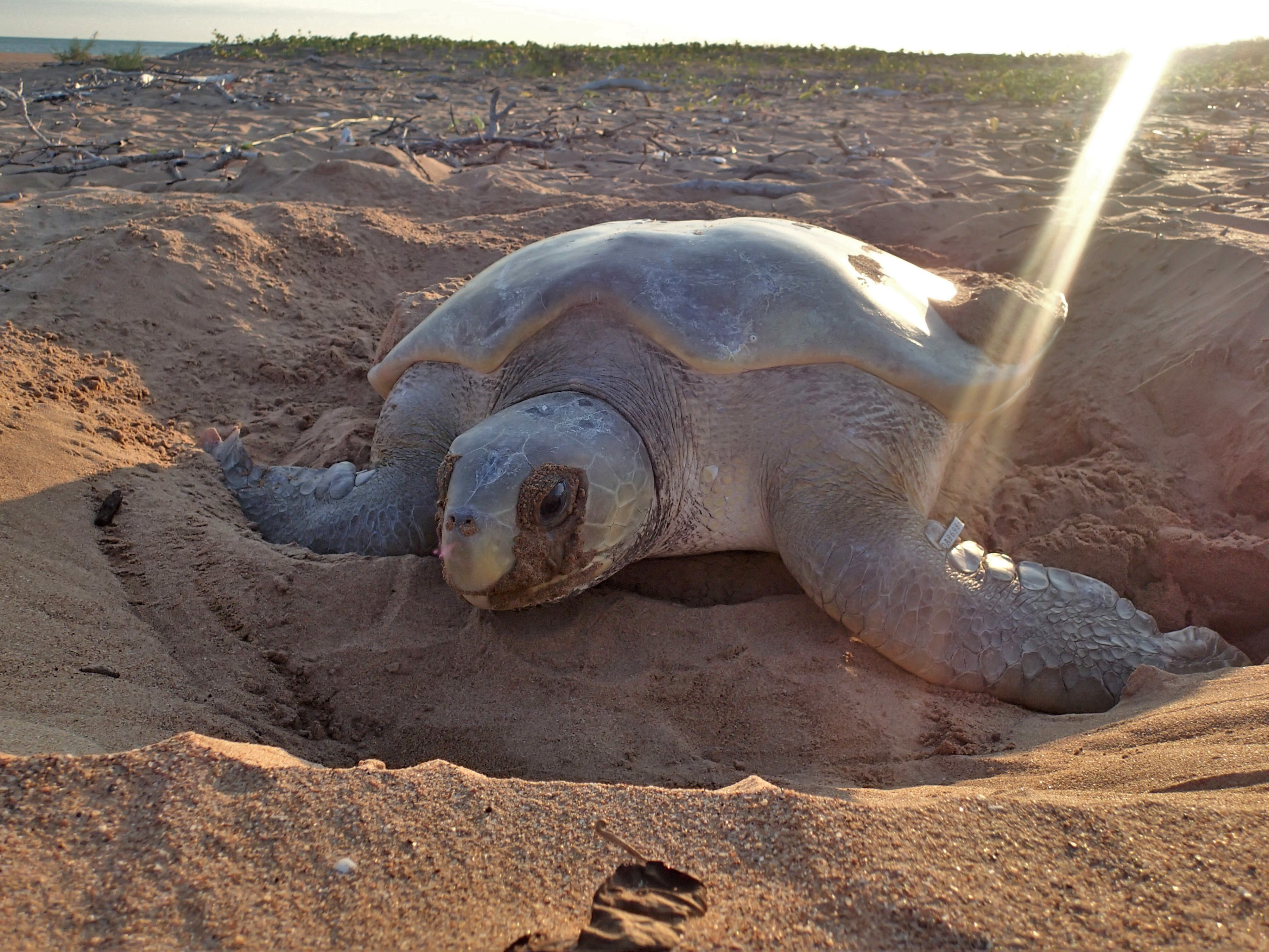 Studying the Flatback Turtles of Bare Sand Island – 2019 | Biodiversity ...