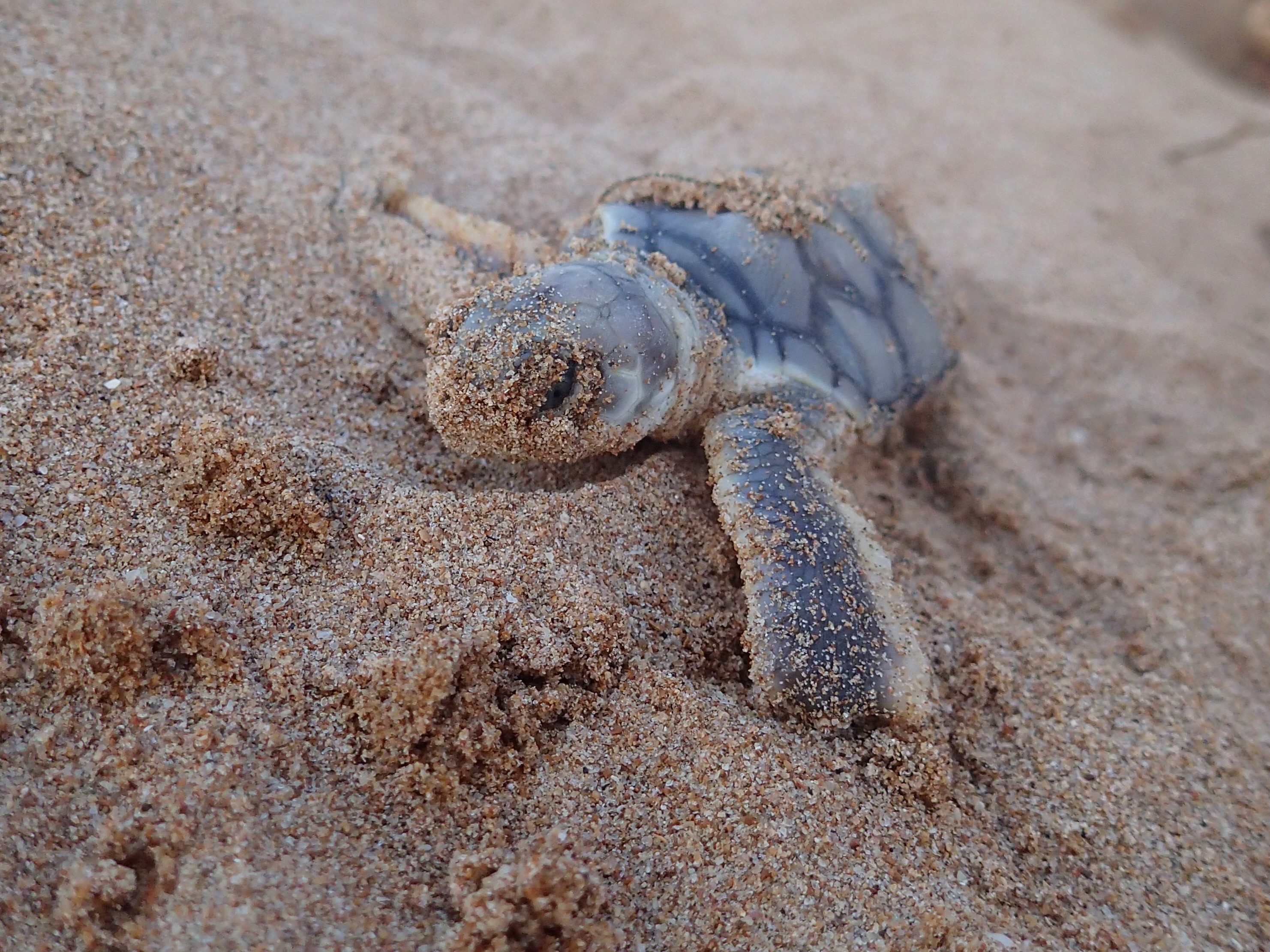 Studying the Flatback Turtles of Bare Sand Island – 2019 | Biodiversity ...