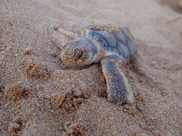 Studying the Flatback Turtles of Bare Sand Island – 2019 | Biodiversity ...