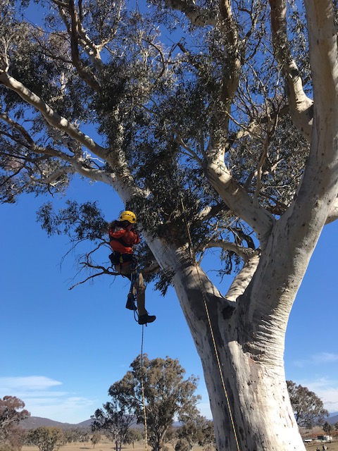 Superb Parrot Hollow Study | Biodiversity Conservation