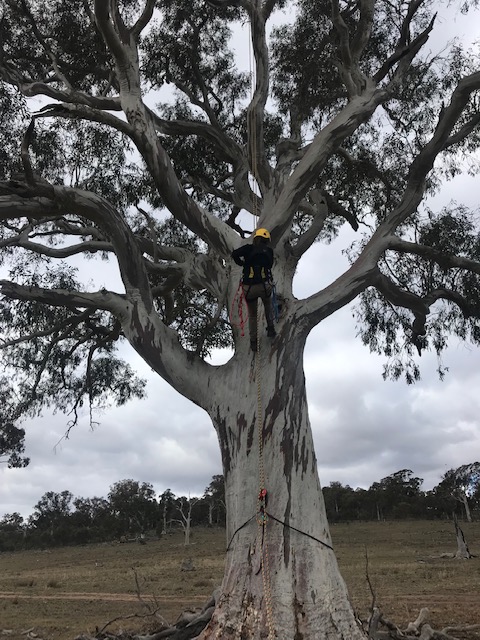 Superb Parrot Hollow Study | Biodiversity Conservation