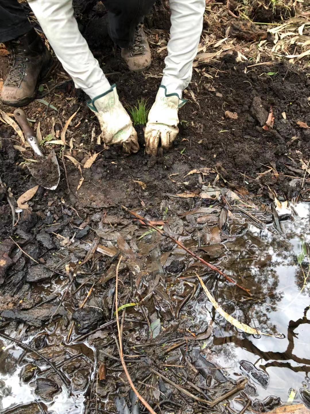 Improve the endangered grassy, ditch weeds and create habitat ...