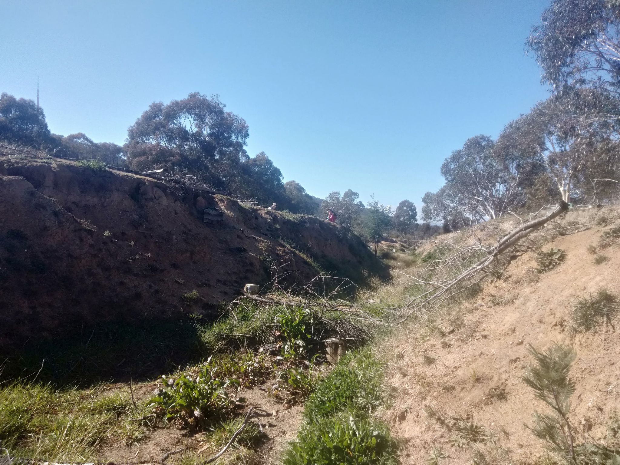 Bush Regeneration with the Friends of Aranda Bushland | Biodiversity ...