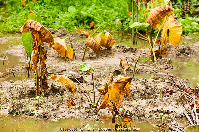 AGROBIODIVERSITY IN TUVALU – THREATS AND SOLUTIONS | Biodiversity ...
