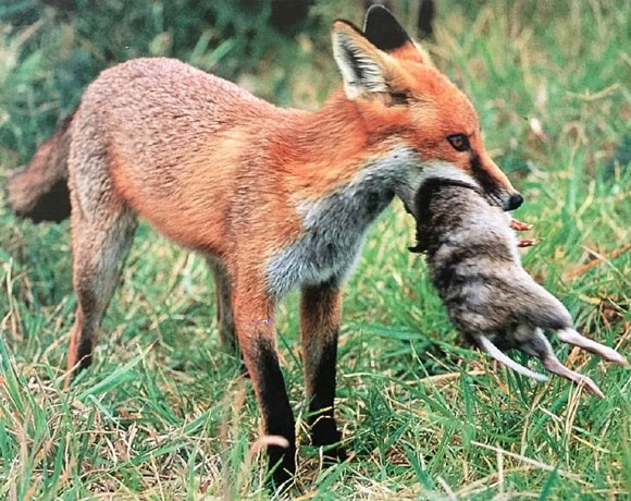 Reintroducing the Eastern Quoll in Mulligans Flat: Quoll-ity ...