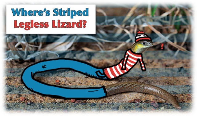 Where’s Delma? Finding it hard to spot the stripes – Vulnerable Striped ...