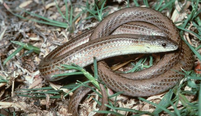 Threatened species monitoring: the striped legless lizards of Canberra ...