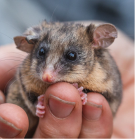 Many hands make light works: A joint effort of citizens and researchers ...