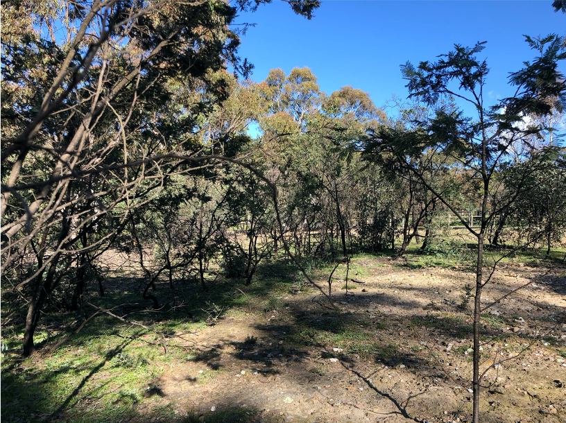 Invasive But Native: the paradox of managing native species as weeds ...