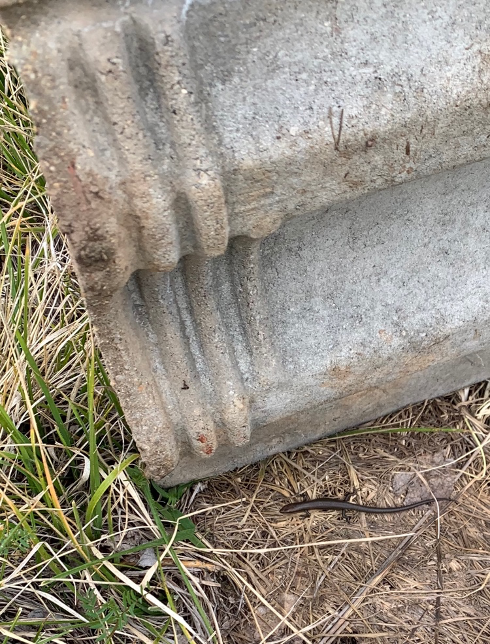 Discovering the footprints of the Striped Legless Lizard (SLL ...